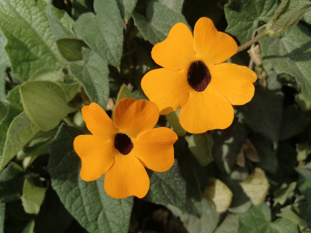 Susanita, bonita pero peligrosa